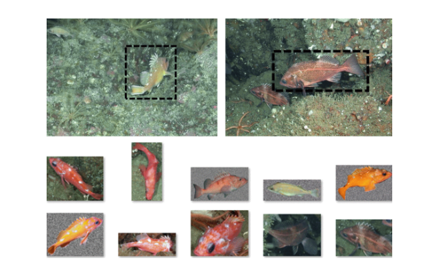 Labeled Fishes in the Wild 鱼类数据集-极市开发者社区
